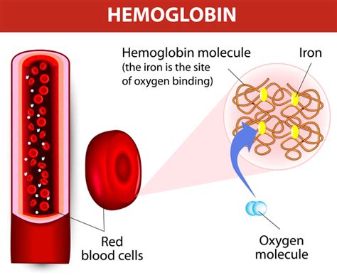 Alpha Thalassemia Medlineplus Genetics