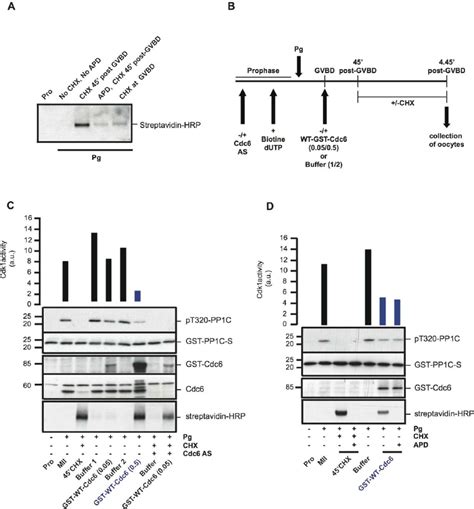 Ectopic Expression Of Cdc6 Promotes Dna Replication After Meiosis I In Download Scientific