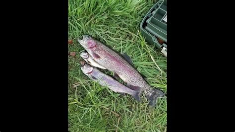 Watauga River Rainbow Trout Youtube