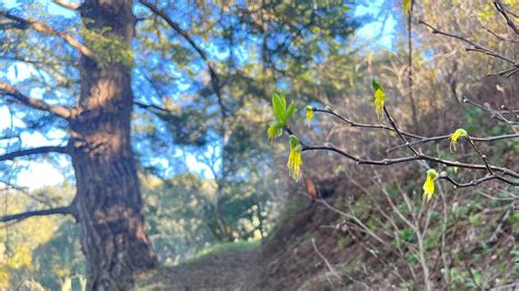 New Grasshopper Loop Trail Opens June 3 Midpeninsula Regional Open