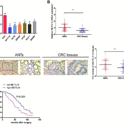 Mettl14 Is Downregulated In Crc Cell Lines And Crc Tissues And Is