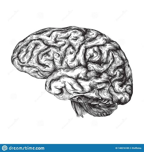 Black And White Anatomical Brain Illustration