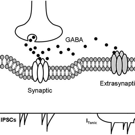 Schematics Of Gaba A Receptor Structure And Function A Topography Of Download Scientific