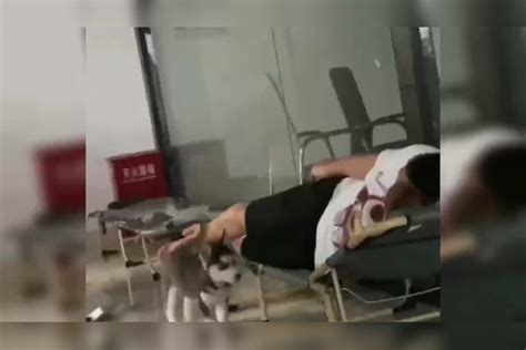 真不愧是二哈！趁主人睡觉竟然拱主人嘴，网友：这品种挺纯！主人网友品种