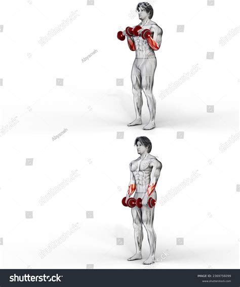 3d Reverse Forearm Curl Over 23 Royalty Free Licensable Stock
