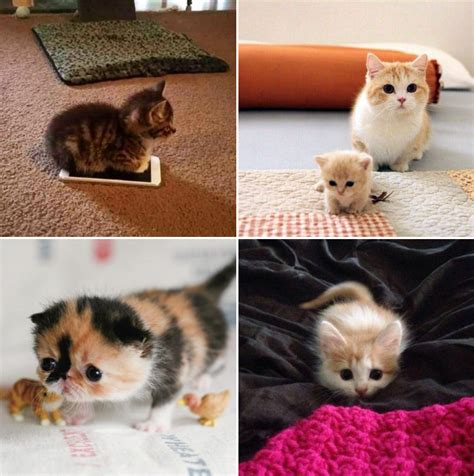 Omg Arrest Them People Share Photos Of Their Illegally Smol Cats