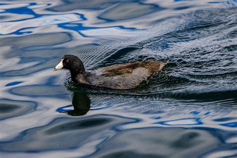 10 000 Free Pixel Duck And Pixel Art Images Pixabay