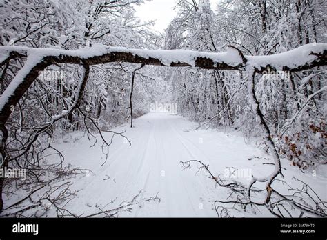 Wisconsin Forest And Road After A Snowstorm With A Tree Blocking The Road Horizontal Stock
