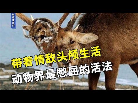 一头鹿身上俩脑袋带着情敌头颅生活动物界最憋屈的活法科普任意门 YouTube