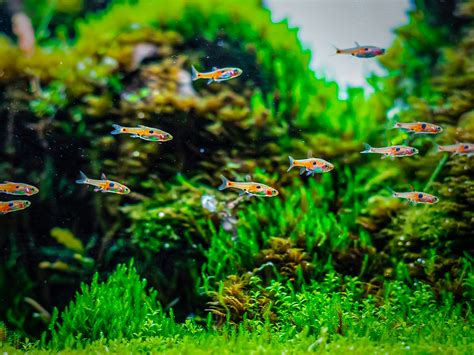 Colombo Florabase Pro Ph Regulating Soil Aquadistri