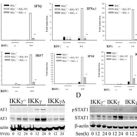 Ikkγ Wt IkkγΔ Affects Irf3 Nf κb Pathway Utilization In Ssrna Viral Download Scientific Diagram
