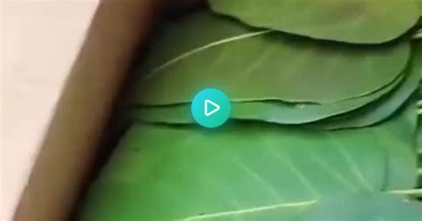 Decellularization Of A Leaf Album On Imgur