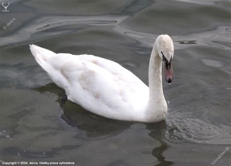 Labut´ Poľovnícka Fotografia Fotka Poľovnícke Foto 391088 Lovuzdar Sk By Doduin