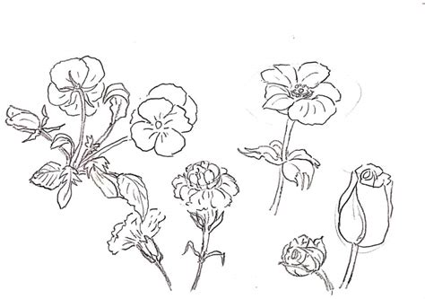 バラやパンジーの花のデッサン 絵手紙 交流ひろば てがみ倶楽部