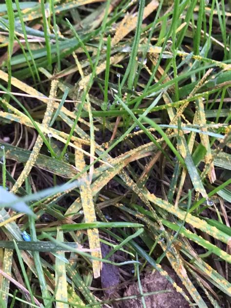 Lawn Rust Fungus THE BEST Guide To Grass Rust Disease