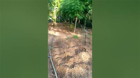 Nai Miris Wagawa 6 😊 Youtube