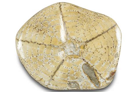 5 3 Polished Miocene Fossil Echinoid Clypeaster Morocco 288920