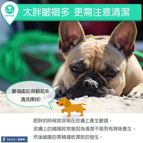 【pettalk小學堂】太胖皺褶多，更需要注意清潔 Pettalk：說寵物