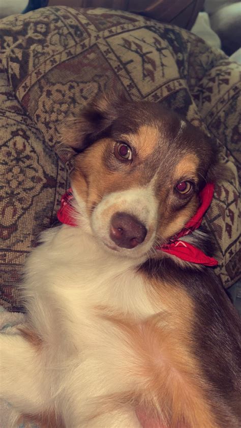 Do You Think My Mini Aussie Is 100 I Know Mini Aussies Arent Full
