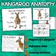 Kangaroo Anatomy Parts Parts Of A Kangaroo Kangaroo Labelled Diagram