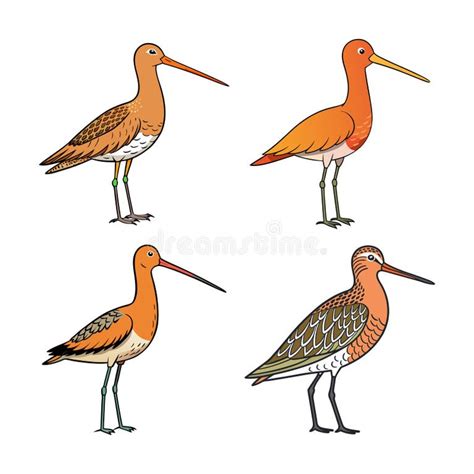 Colorful Realistic Artwork Of Bar Tailed Godwit Stock Vector