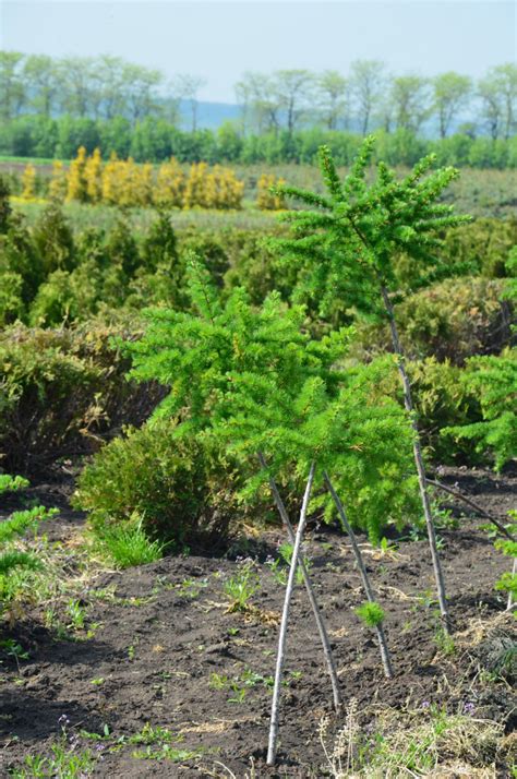 Лиственница европейская саженцы. Купить Larix decidua | PLANTE.md