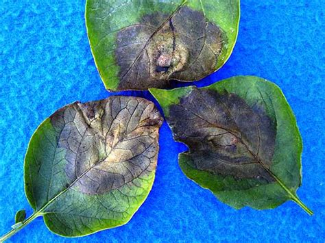 Leaf Spot Caused By Phytophthora Nicotianae Vegetable Pathology