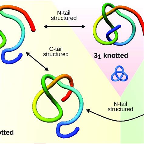 Schematic Representation Of Possible Folding Pathways Of Uchs The Download Scientific Diagram