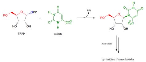 105 N Glycosidic Bonds Chemistry Libretexts