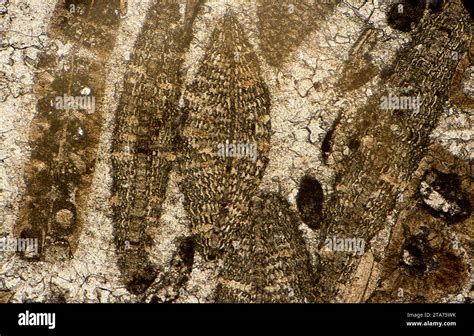 Limestone With Alveolina An Extinct Foraminifera Photomicrograph