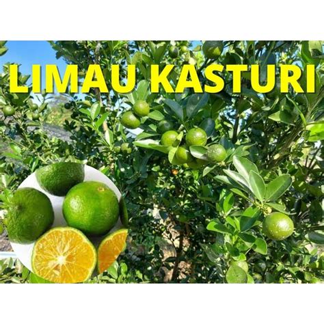 Benih Pokok Limau Kasturi Sambal Pokok Tut Pokok Sudah Berbuah