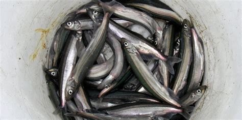 Icelandic Regulators Slash Recommendation For Capelin Catch By 45