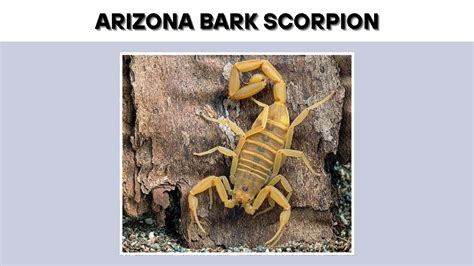 Striped Bark Scorpion Sting Identification With Images