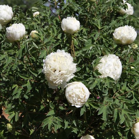 Paeonia Rockii Flare Carte Blanche Jing Yun Guan Buskpion