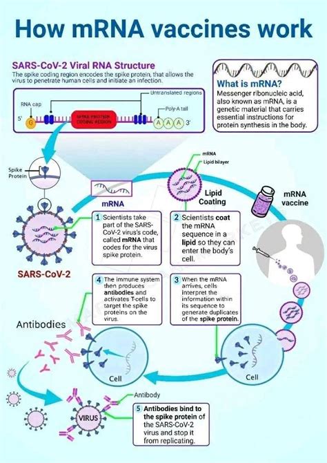 How Mrna Vaccines Work👇 Mrna Vaccines Utilize Fundamental Principles Of… Hanaa Fayed