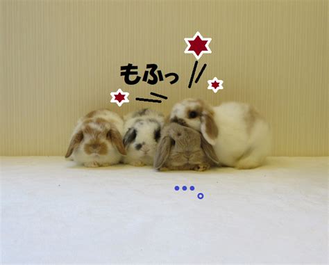 寒い時は もふもふ うさちゃん 九州うさぎCLUB 福岡市東区のネザーランドドワーフホーランドロップ専門店
