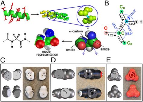 Shapes And Dimensions Of The Repeating Units In The Polypeptide Chain