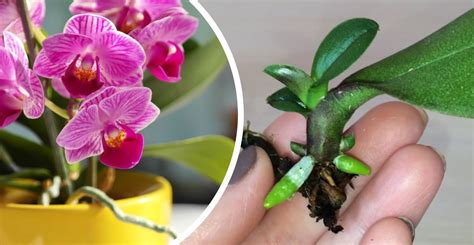 გავზარდოთ ორქიდეა ფესვიდან რჩევები ვივიენისგან