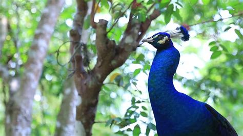 1732 Peacock Design Stock Video Footage 4k And Hd Video Clips