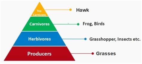Ecological Pyramid Meaning Types Example Upsc Notes