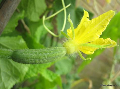 Grow Cucumbers Youre Going To Love Eating Grow Your Own Veg Blog