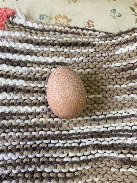 My First Egg Rbackyardchickens