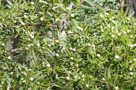 Leptospermum Polygalifolium Nb Plant Areas