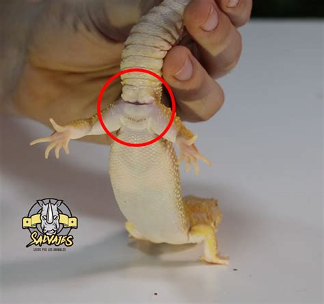 Sintético 104 Foto Como Saber Si Un Jilguero Es Macho O Hembra Actualizar