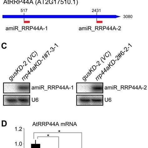 A Diagram Illustrating The 58s Rrna Processing Intermediates And The