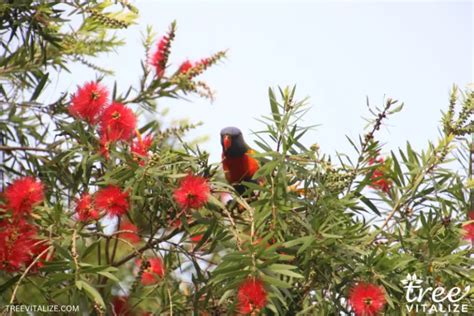 8 Beautiful Red Flowering Trees In Florida Grow Or Admire