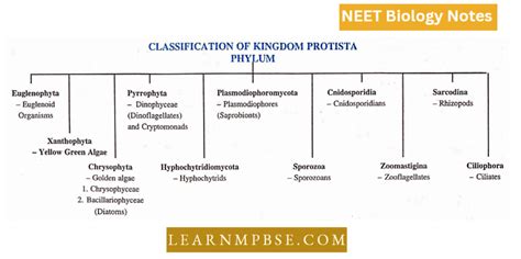 Neet Biology Notes Kingdom Protista Learn Mpbse