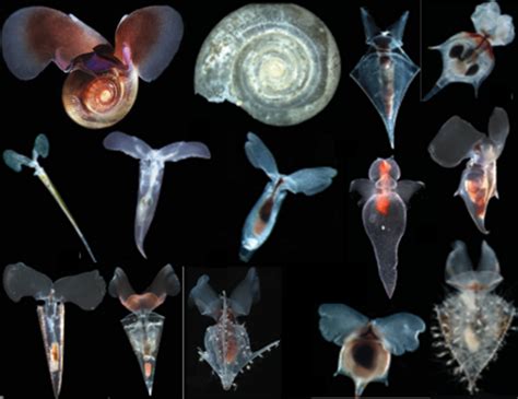 Pteropoda Atlas De Morfotipos De La Megafauna Abisal Del Archipiélago