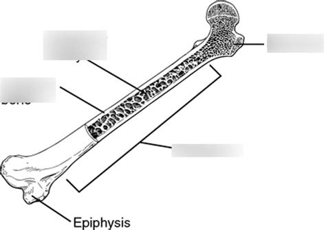 Intro To The Bones Lab Final Review Part Diagram Quizlet