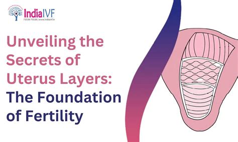 Understanding Uterus Layers India Ivf Fertility